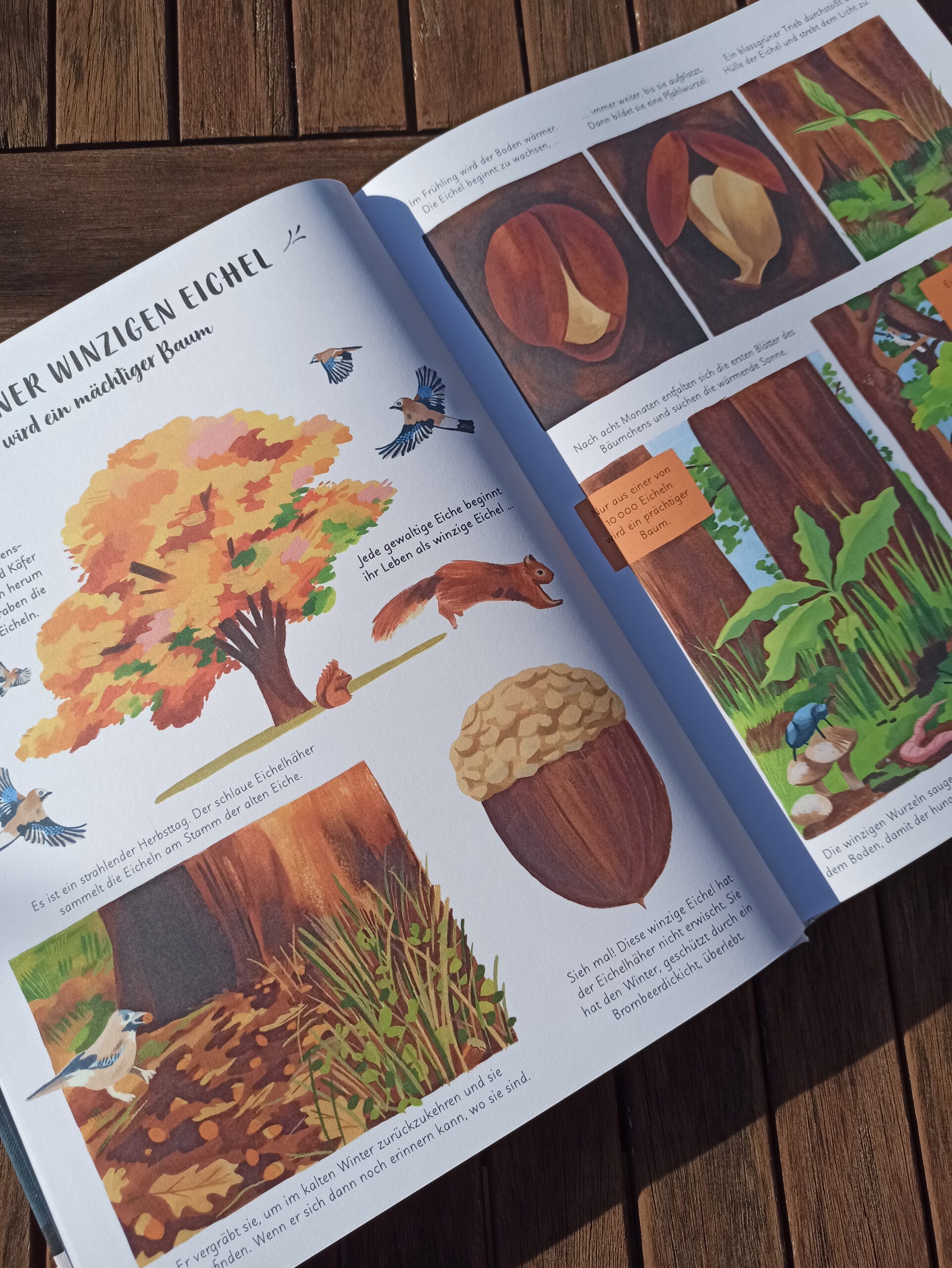 "Wunder der Natur zum Entdecken und Verstehen" - Buchkinderblog